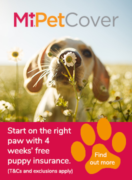 Puppy and kitten insurance | Oaklands Veterinary Centre
